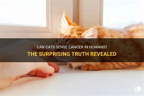 Can Cats Sense Cancer In Humans The Surprising Truth Revealed Petshun