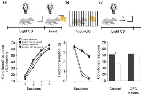 Orbitofrontal Cortex Decision Making And Drug Addiction Pmc
