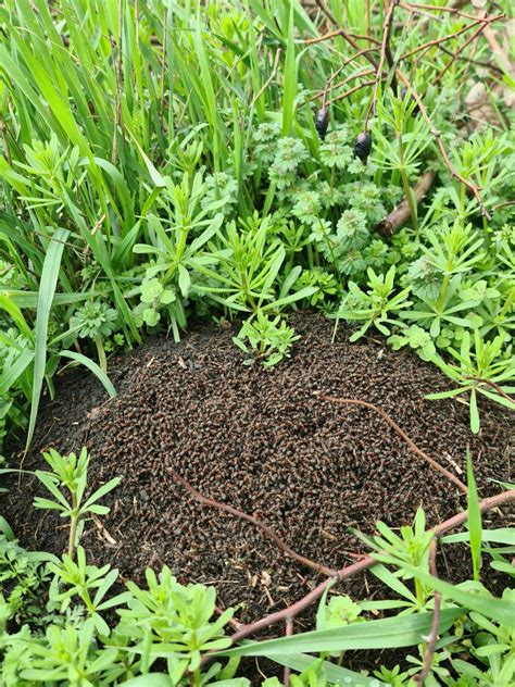 Premium Photo A Large Pile Of Termites Is Surrounded By Green Grass