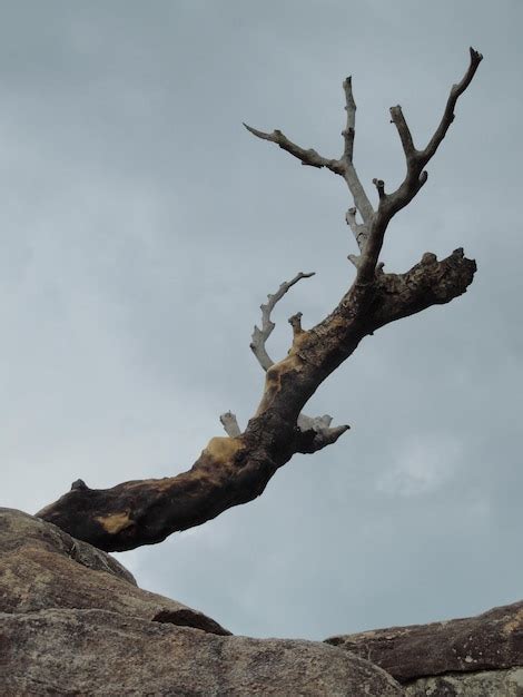 Premium Photo Dead Tree
