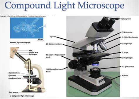 Microscopy Cell Structure And Function BIO Flashcards Quizlet