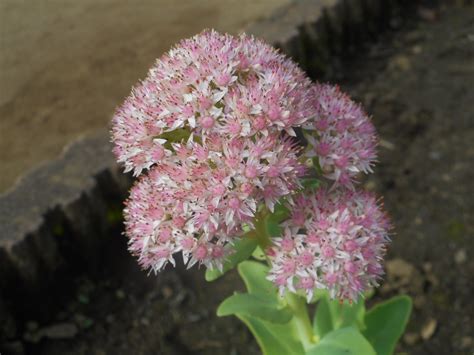 ベンケイソウです 花や風景の写真便り