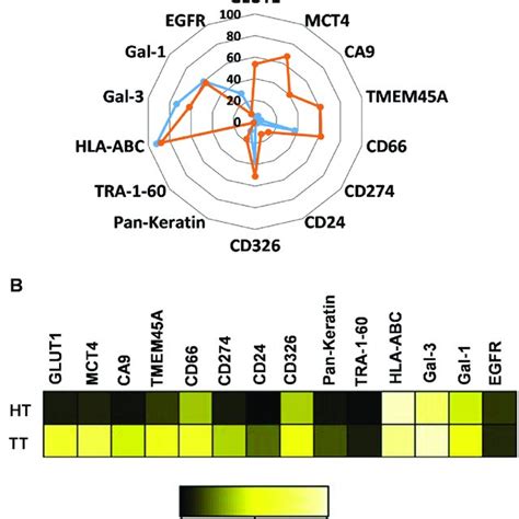 Single Cell Heterogeneity Of The Human Nsclc Cell Lines Representative Download Scientific