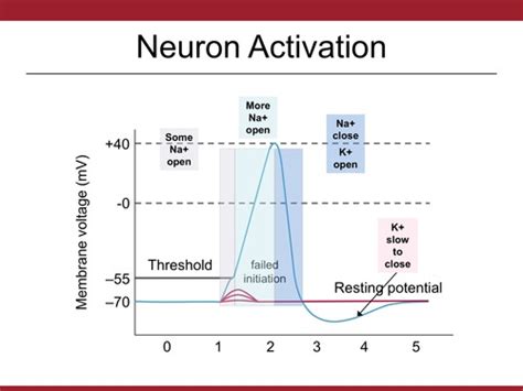 Intro To Electrical Stimulation I Waveforms And Recuitment Flashcards Quizlet