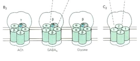 Neuronal Integration Flashcards Quizlet