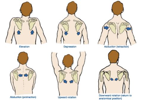 Scapular Muscles Exercises