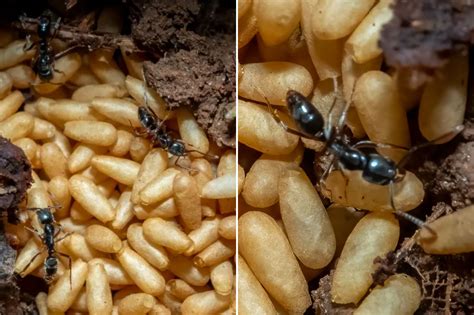 Sting Talks Tantric Sex With Wife Trudie Styler Its Very Healthy