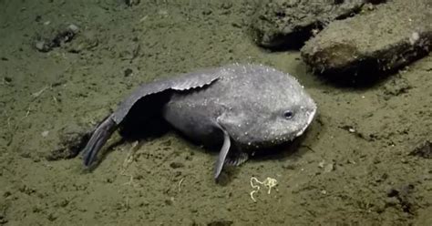 Blob Sculpin Sightings Nautilus Live