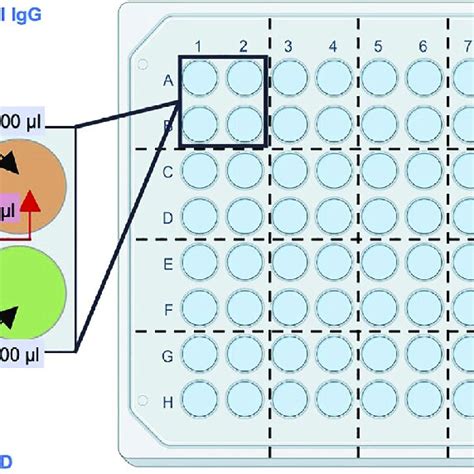 Schematic Representation Of Cell Plating Each Sample Is Distributed Download Scientific Diagram