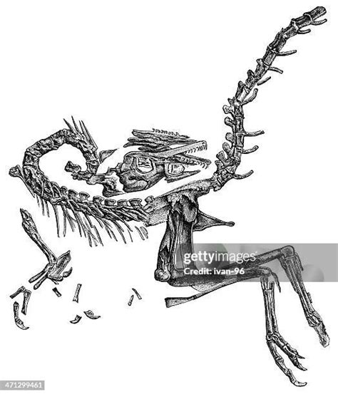 Compsognathus Photos And Premium High Res Pictures Getty Images