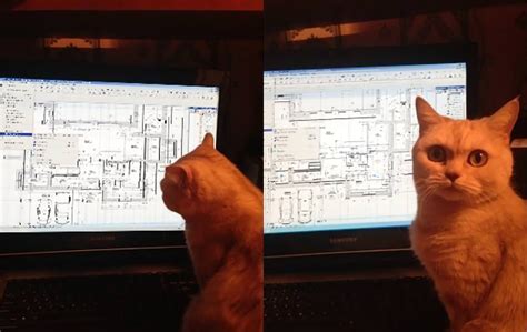 Engineer Cat Blank Template Imgflip