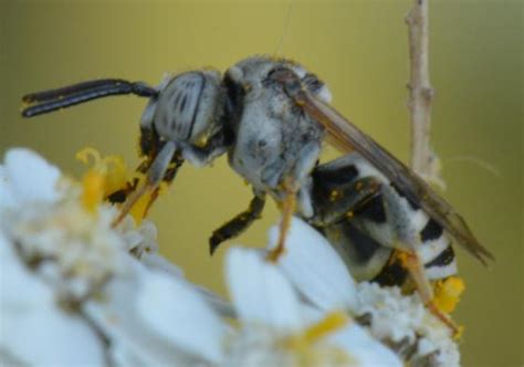 Micrbembex From Alaska Epeolus Bugguide Net