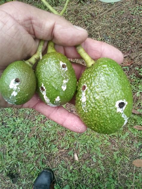 Monitoreos Y Control Biológico Para Tener A Raya A Stenoma Catenifer