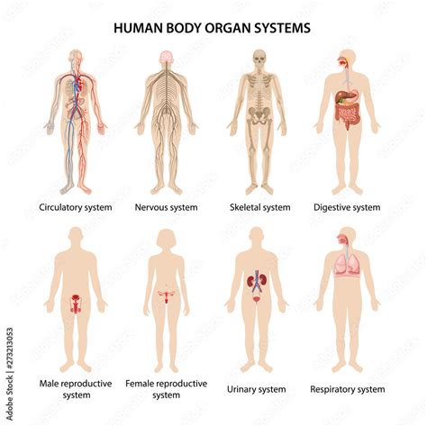 Human Body Systems Organs