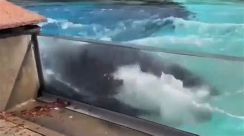 Killer Whale Filmed Banging Head Her Against A Tank ‘in Distress After