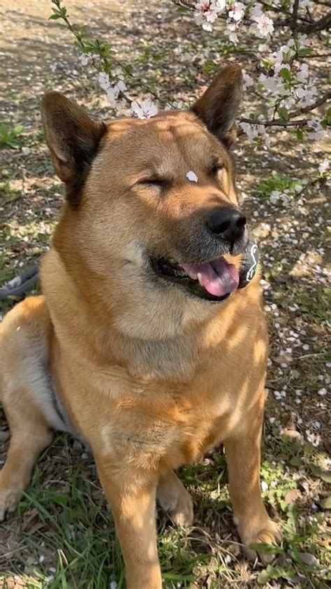 송초코10살 대왕진돗개jindo🍫 내 이번 2박 3일 여행 요약한다 한 줄 요약 🏻 피곤 그 잡채 이유 🏻 발 컨디션이 안좋아서 좀 많이 쉬는데 누나녀니 계속