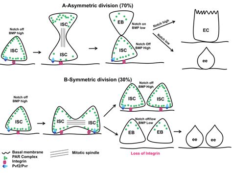 Symmetric Or Asymmetric Division What Is Making The Choice A