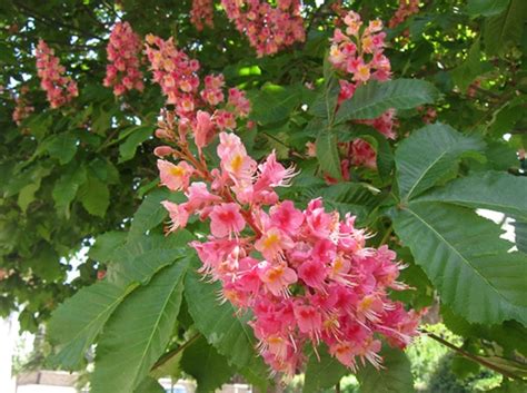 Marronnier Aesculus Le Peuple DÀ Côté