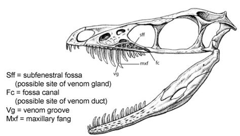 Komodo Dragon Anatomy And Physiology