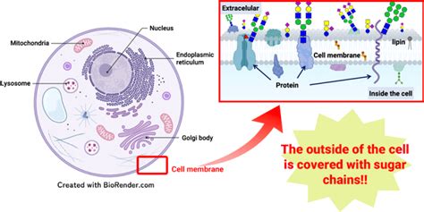What Are Glycans Hga