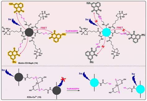 The Mammalian Thioredoxin Reductase Probes Encyclopedia Mdpi