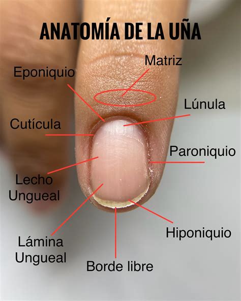 Anatomía De Una Uña Anatomía De La Uña