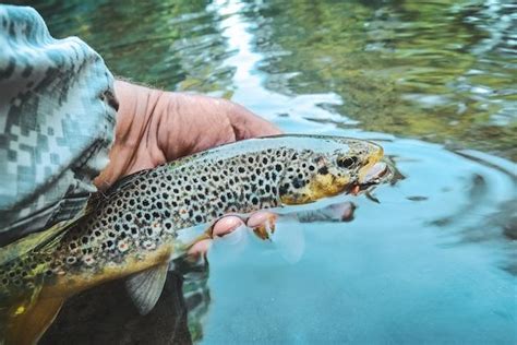 Designation Sought For Proposed Wild Trout Streams