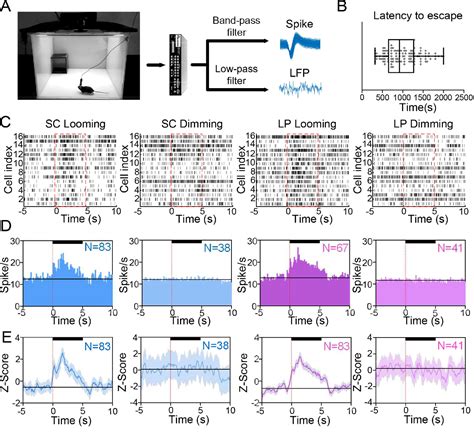Figure 2 From The Superior Colliculuslateral Posterior Thalamic Nuclei In Mice Rapidly Transmit