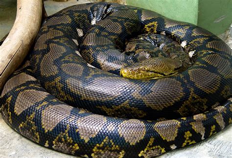 Reticulated Python Wikiwand