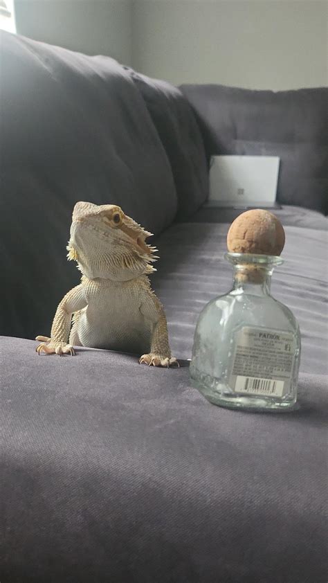 Barbara Too Celebrates Cinco De Mayo R Beardeddragons