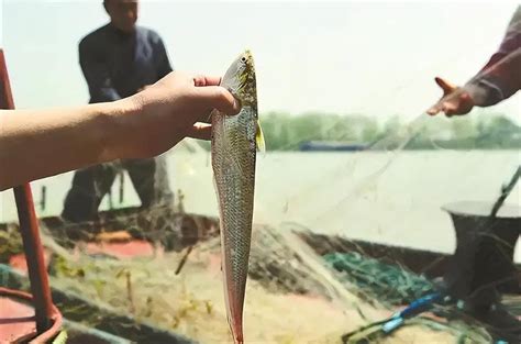 长江10年禁渔计划才2年，鱼就多到局部泛滥，为何还要继续禁？数量江豚食物
