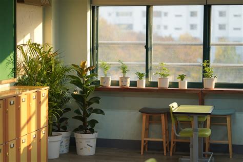 Power Of Partnership 교무실 아닌 교실에 식물을 학교의 주인을 찾아가는 반려나무 숲과 나무에 대한 이야기 매거진