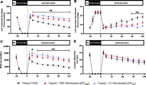 myocardial function during baseline global ischaemia and reperfusion