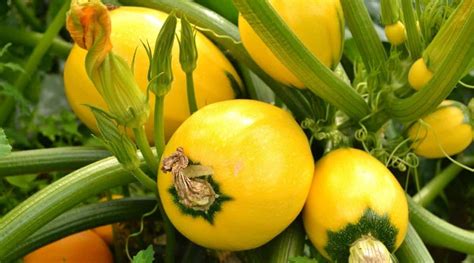 Yellow Summer Squash Diseases Common Squash Diseases And Pests