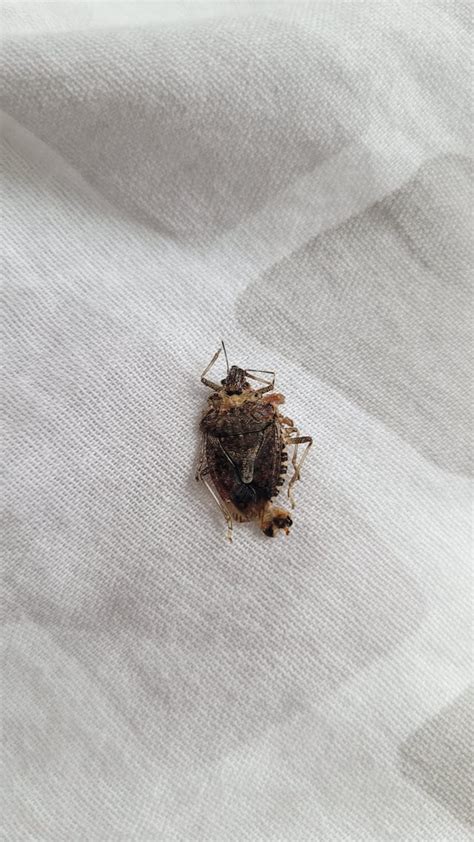 Heat Treatment Questions R Bedbugs