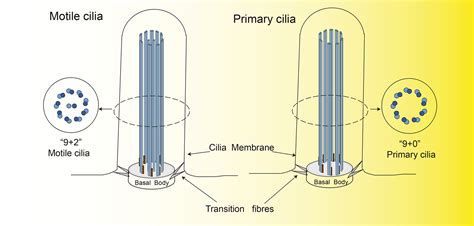 Primary Cilia Structure