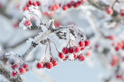 붉은 산사나무 열매는 호고로 덮여 있습니다 겨울 정원 간단한 파란색 배경 및 복사 공간 겨울에 대한 스톡 사진 및 기타 이미지 Istock