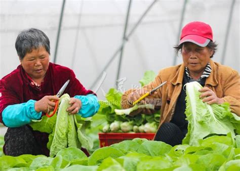 江苏泰州采收蔬菜保供应 人民图片网