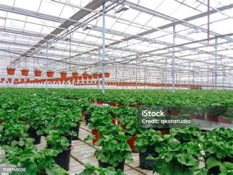 상업적인 플 래 틱 포 일 덮여 있는 원 예 온실에서 재배 된 장식용 꽃 건축물에 대한 스톡 사진 및 기타 이미지 건축물 꽃 나무 꽃 식물 Istock