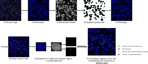 Figure 1 From Automated Cell Segmentation And Spot Detection In Fluorescence In Situ