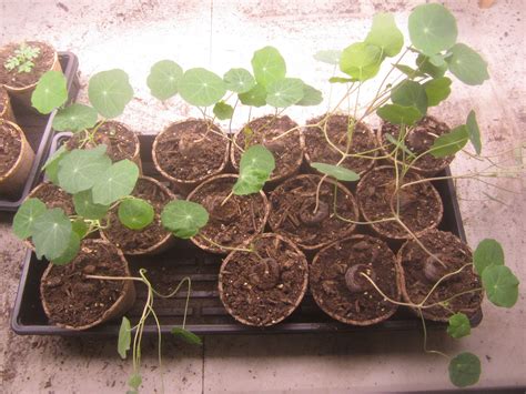 Настурция рассада 71 фото фото картинки и рисунки скачать бесплатно