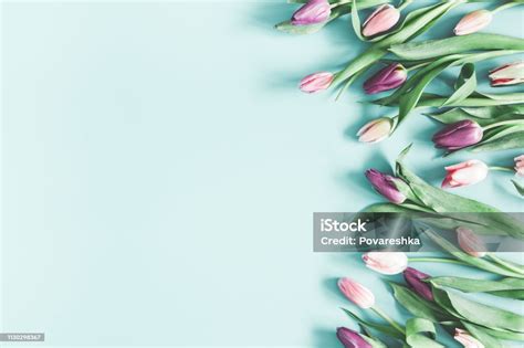 꽃 구성입니다 파스텔 블루 바탕에 튤립 꽃입니다 봄 부활절 어머니 날 여자 하루 개념 평면 위치 최고 보기 복사 공간 3월에 대한 스톡 사진 및 기타 이미지 Istock