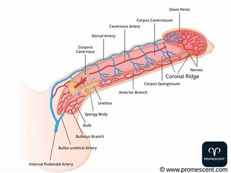 Wiring Diagram Needed How Are Genitals Connected To Emotions Sex