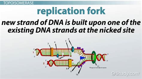 Topoisomerase Definition Function Types Lesson Study Com
