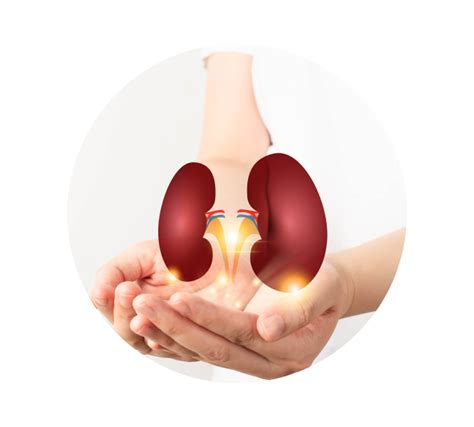 УЗИ почек цена в Сочи сделать ультразвуковое исследование недорого в клинике «Будь Здоров