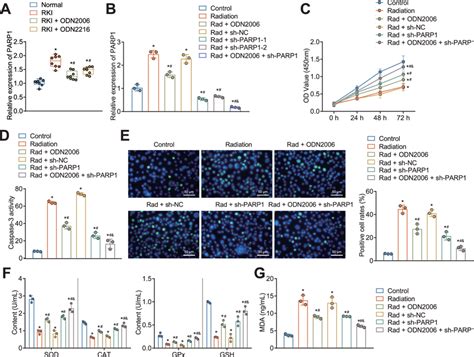 Effect Of Cpg Odns Regulating Parp1 Expression On In Vitro Rki Cell