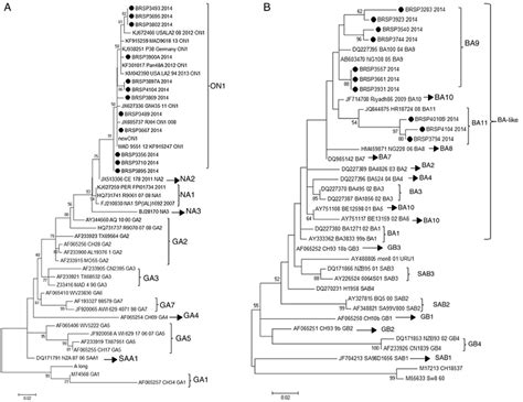 Human Respiratory Syncytial Virus Hrsv Maximum Likelihood Download Scientific Diagram