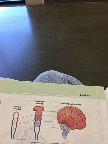 Brain Anatomy Flashcards Quizlet