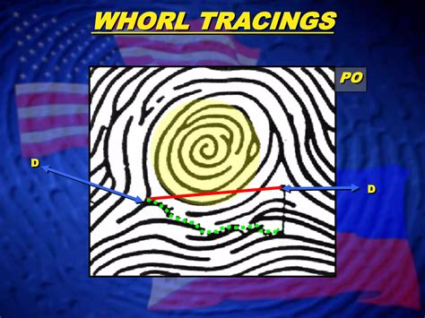 Whorl Patterns PPTX