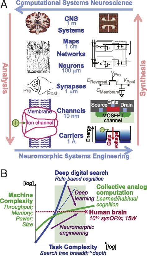 Reverse Engineering The Cognitive Brain Lifeboat News The Blog